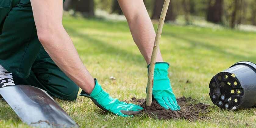 Tree Planting Tips for Residential and Commercial Property Owners